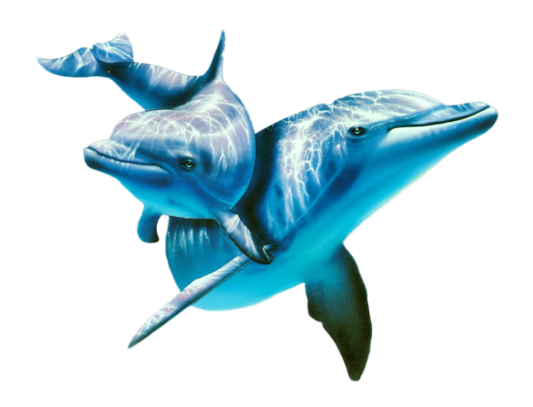 Dolphina Park - Dolphins, Shows & Family Fun Experiences