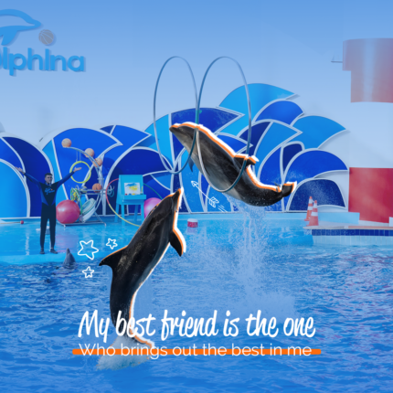 Dolphina Park - Dolphins, Shows & Family Fun Experiences